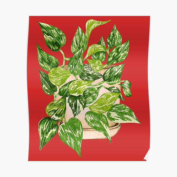 "Golden hanging pothos plant | Pothos (Epipremnum aureum) is an ...