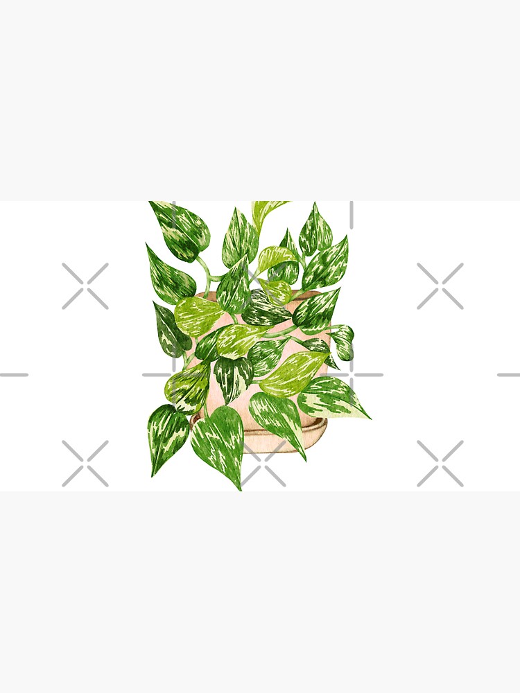 "Golden hanging pothos plant | Pothos (Epipremnum aureum) is an ...