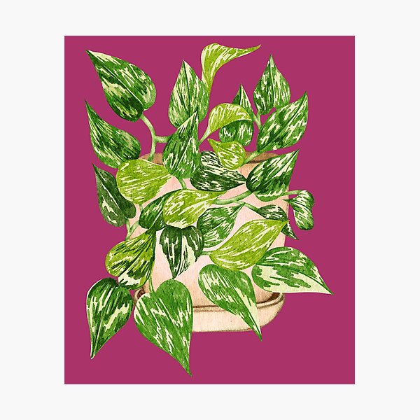 "Golden hanging pothos plant | Pothos (Epipremnum aureum) is an ...