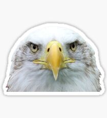 Bald Eagle: Stickers | Redbubble