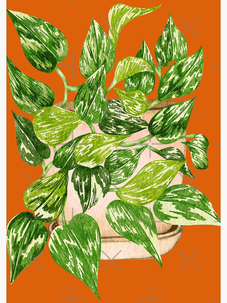 "Golden hanging pothos plant | Pothos (Epipremnum aureum) is an ...