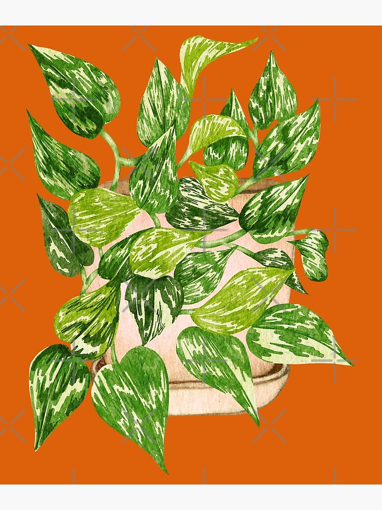 "Golden hanging pothos plant | Pothos (Epipremnum aureum) is an ...