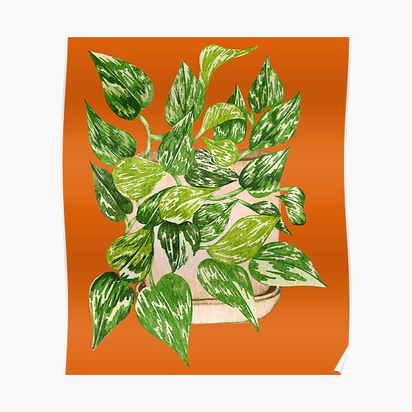 "Golden hanging pothos plant | Pothos (Epipremnum aureum) is an ...