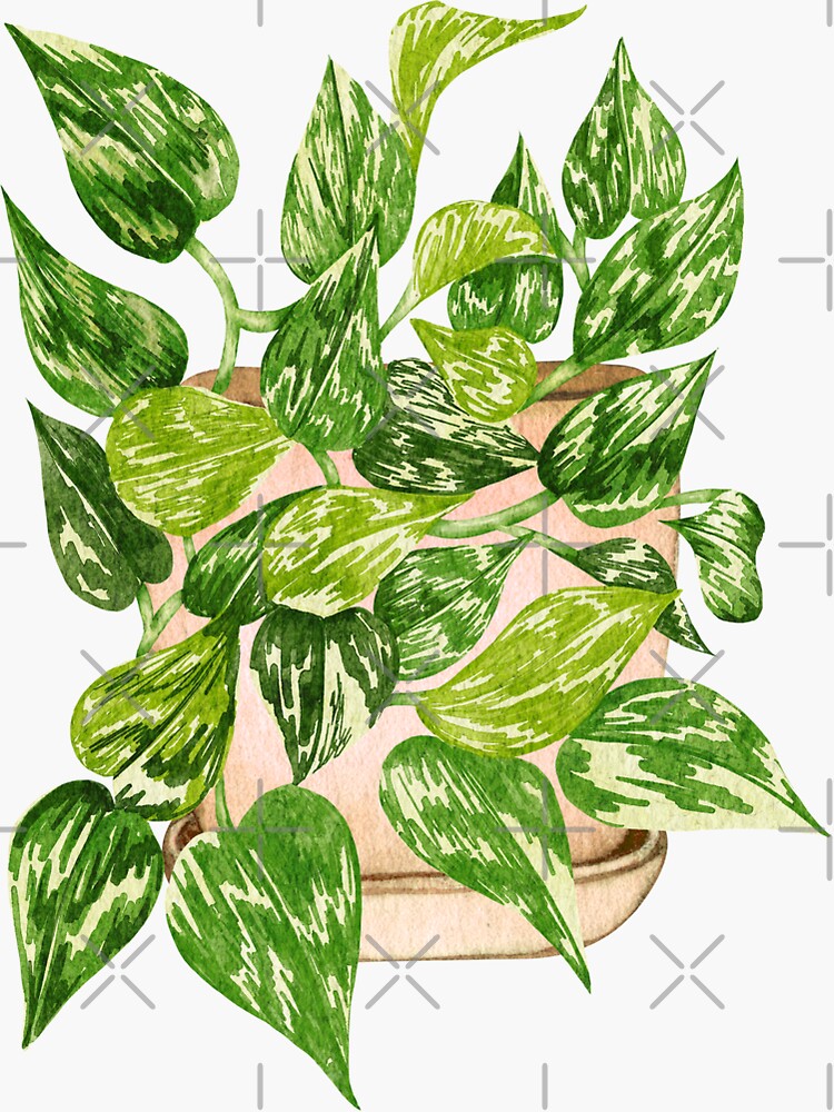 "Golden hanging pothos plant | Pothos (Epipremnum aureum) is an ...