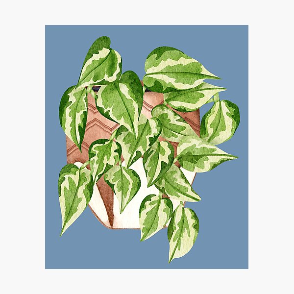"Golden hanging pothos plant | Pothos (Epipremnum aureum) is an ...