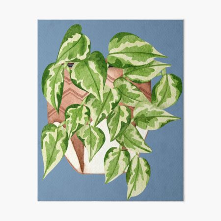 "Golden hanging pothos plant | Pothos (Epipremnum aureum) is an ...