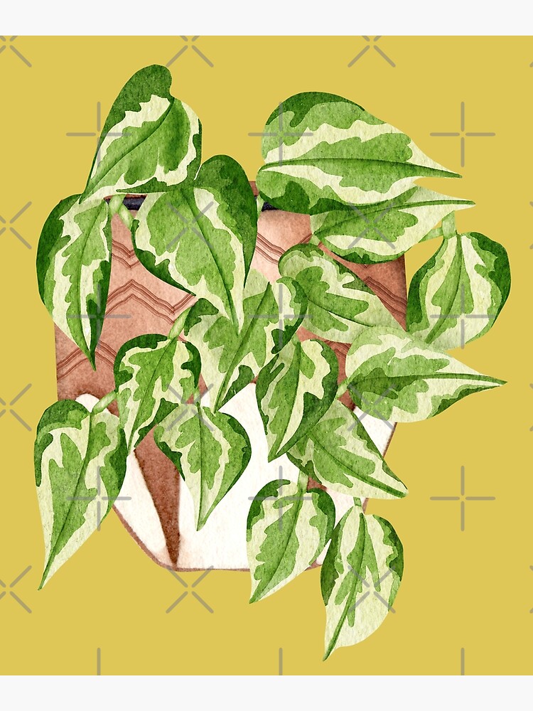 "Golden hanging pothos plant | Pothos (Epipremnum aureum) is an ...