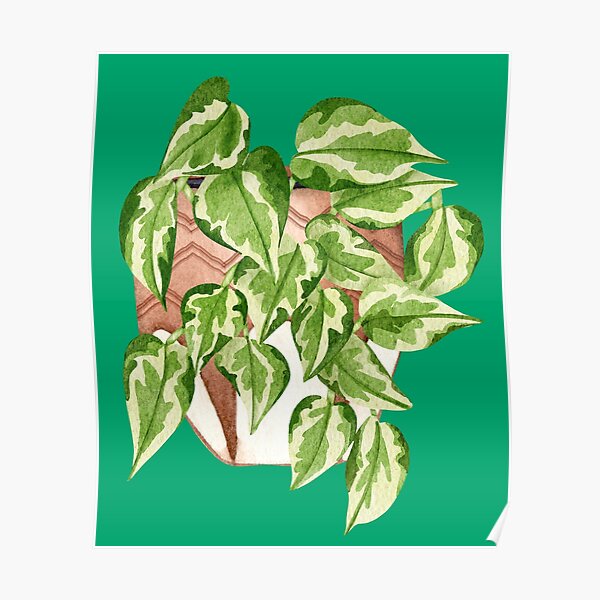 "Golden hanging pothos plant | Pothos (Epipremnum aureum) is an ...