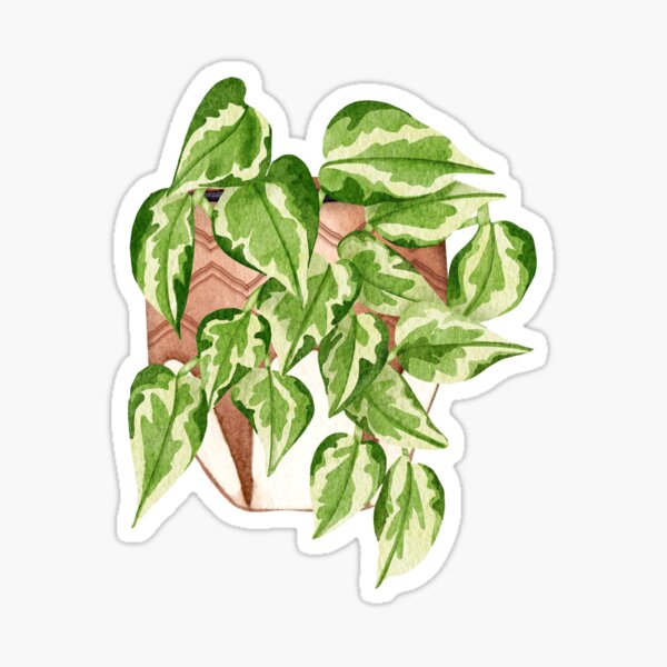 "Golden hanging pothos plant | Pothos (Epipremnum aureum) is an ...