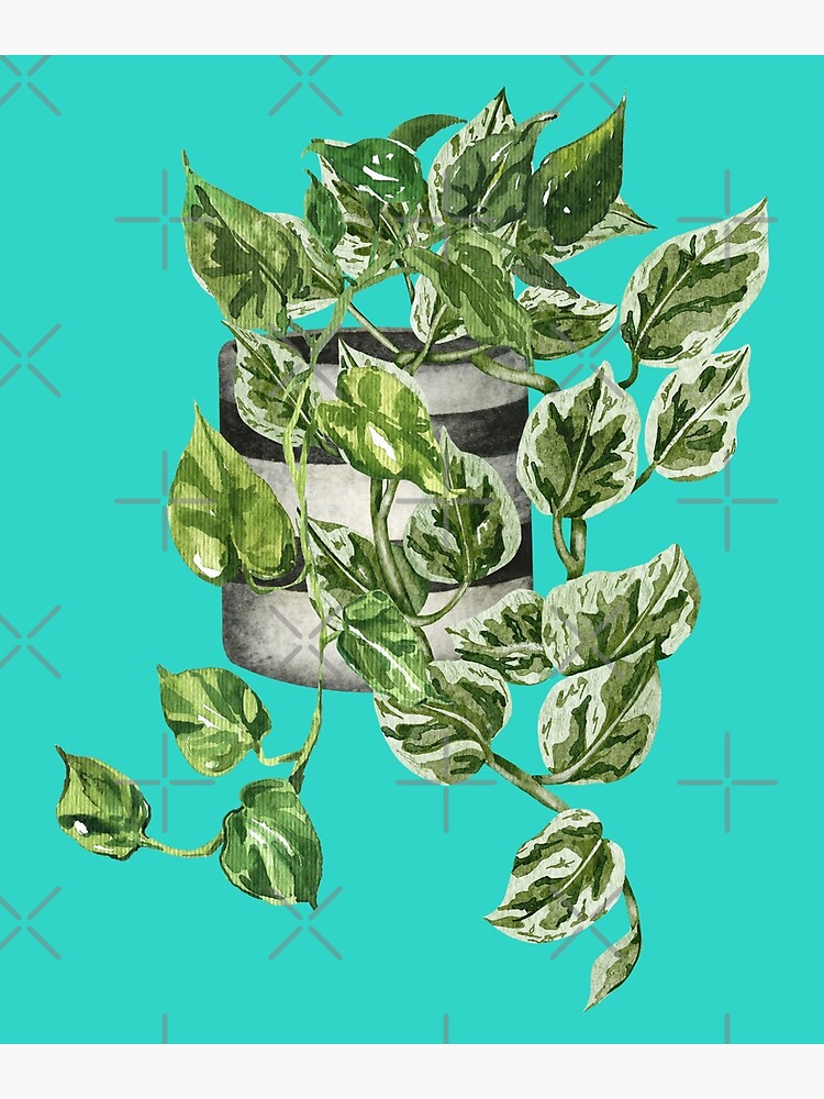 "Golden hanging pothos plant | Pothos (Epipremnum aureum) is an ...