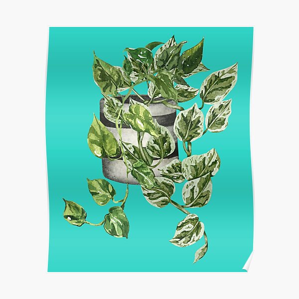 "Golden hanging pothos plant | Pothos (Epipremnum aureum) is an ...