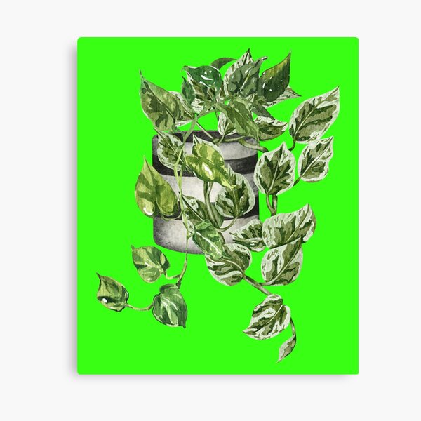 "Golden hanging pothos plant | Pothos (Epipremnum aureum) is an ...