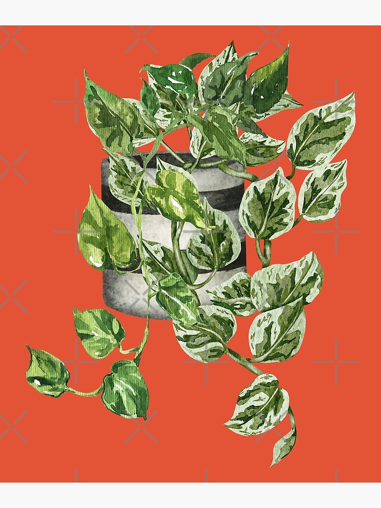 "Golden hanging pothos plant | Pothos (Epipremnum aureum) " Poster for ...