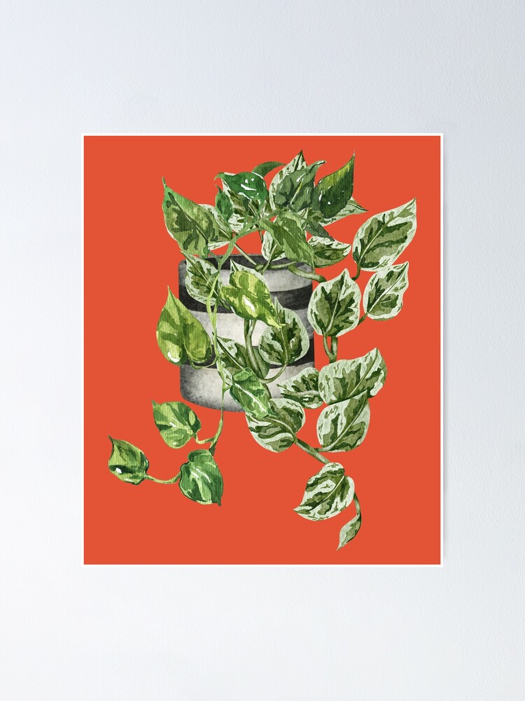 "Golden hanging pothos plant | Pothos (Epipremnum aureum) " Poster for ...