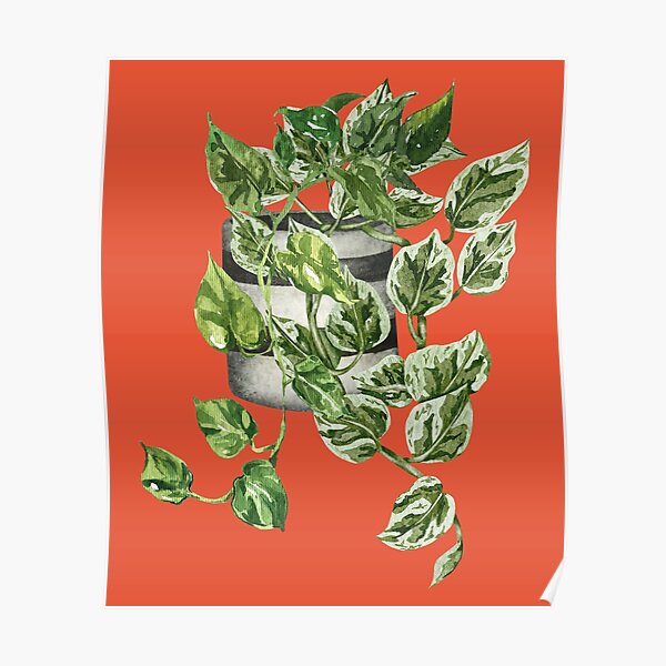 "Golden hanging pothos plant | Pothos (Epipremnum aureum) " Poster for ...