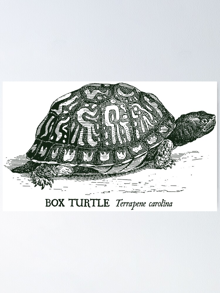"Box Turtle - Vintage scientific illustration" Poster for Sale by ...