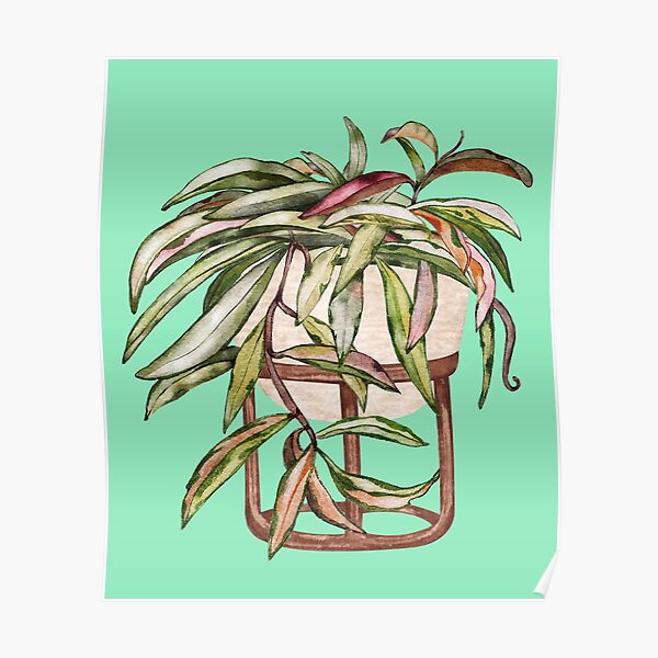 "Golden hanging pothos plant | Pothos (Epipremnum aureum) is an ...