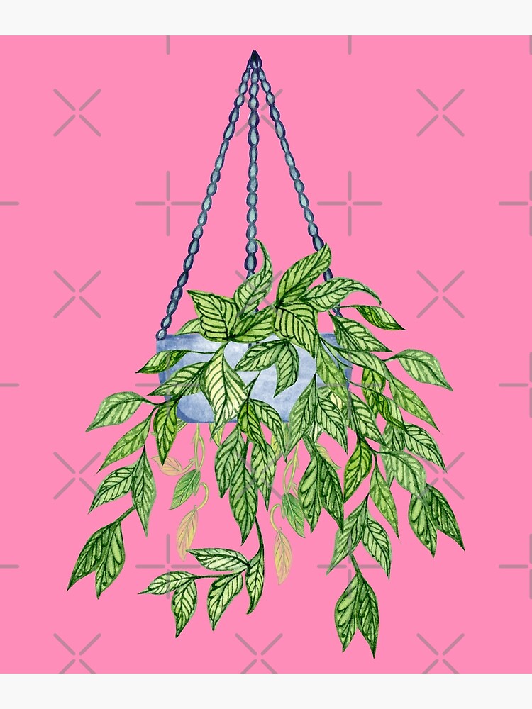 "Golden hanging pothos plant | Pothos (Epipremnum aureum) is an ...