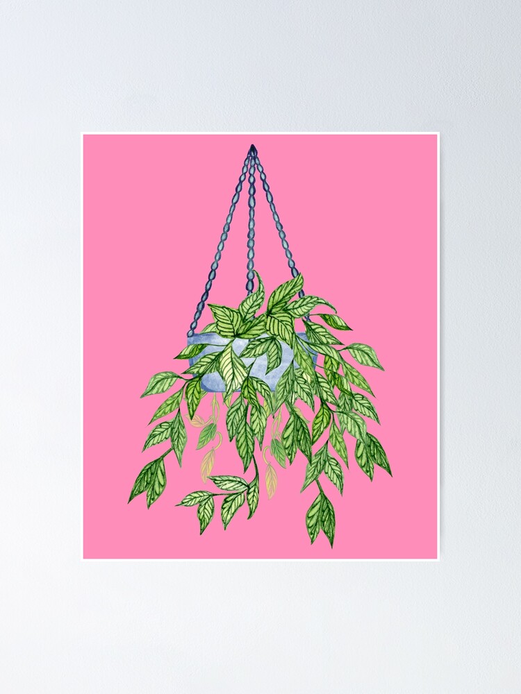"Golden hanging pothos plant | Pothos (Epipremnum aureum) is an ...