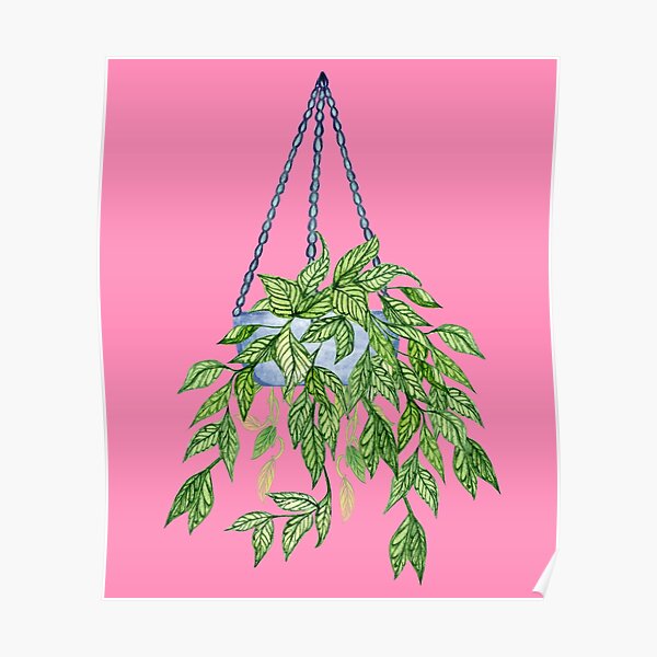 "Golden hanging pothos plant | Pothos (Epipremnum aureum) is an ...