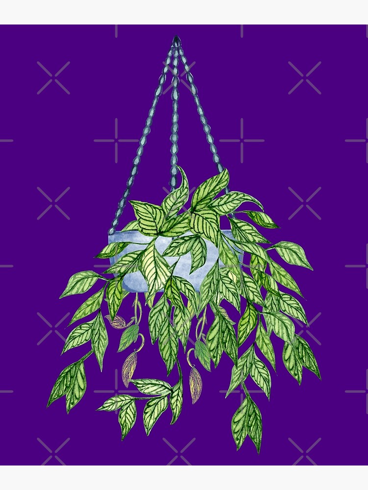 "Golden hanging pothos plant | Pothos (Epipremnum aureum) " Poster for ...