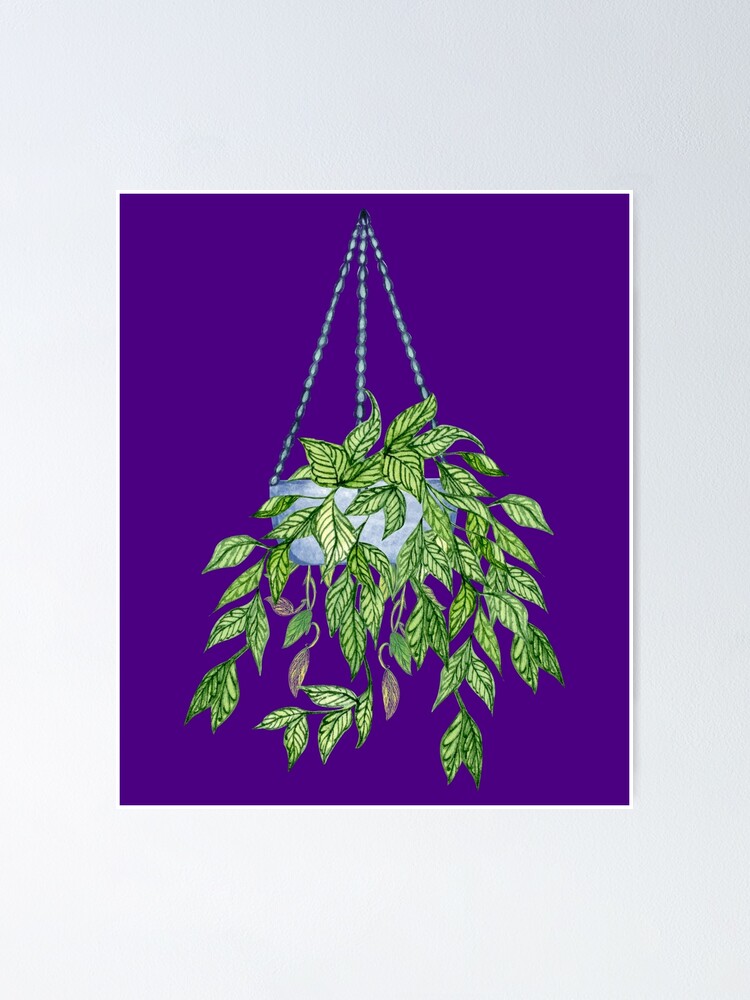 "Golden hanging pothos plant | Pothos (Epipremnum aureum) " Poster for ...