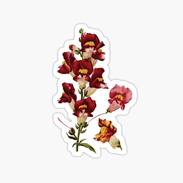 "vintage snapdragons" Sticker for Sale by Mabtoul | Redbubble