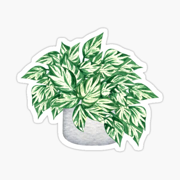 "Adanson's monstera Plant ( Swiss cheese plant)" Sticker for Sale by ...