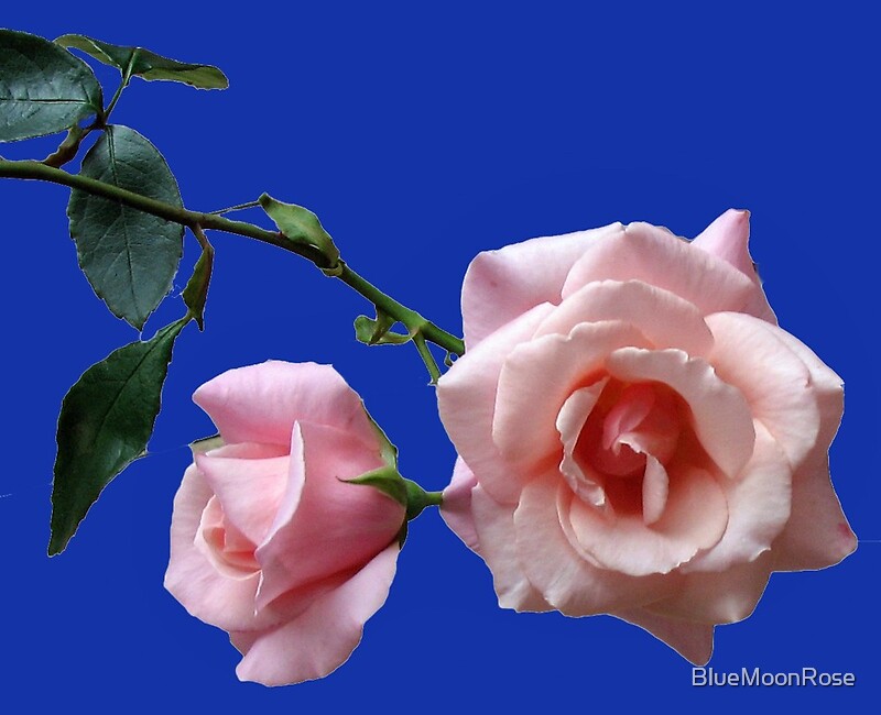 "High Hopes - Two Peach Coloured Roses" by BlueMoonRose | Redbubble
