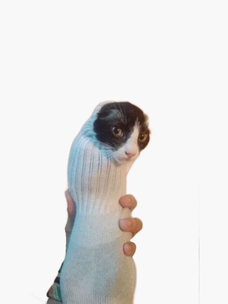 "Funny cat in a sock - Memes" Sticker for Sale by pusla | Redbubble