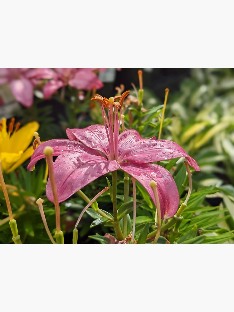 "Pink Flower Profile" Sticker for Sale by AustaArt | Redbubble