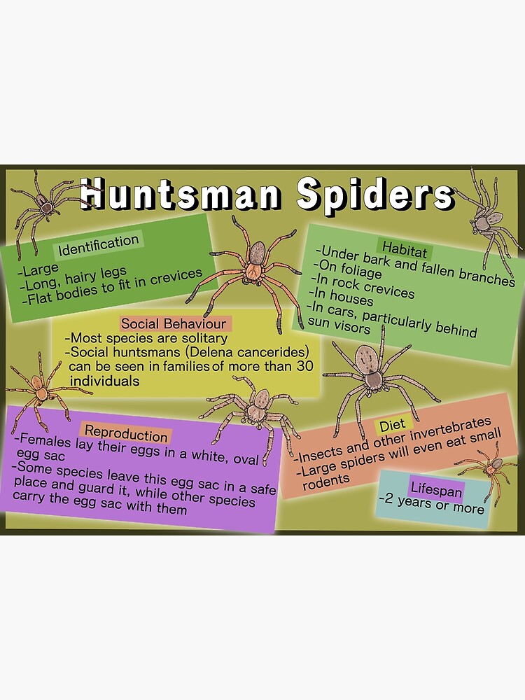 "Huntsman Spider General knowledge poster" Poster for Sale by Artbychb ...