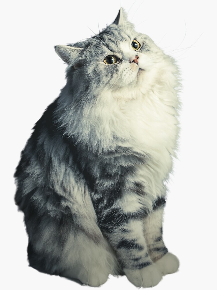 "Persian Cat" Sticker for Sale by RainbowSpinkle | Redbubble