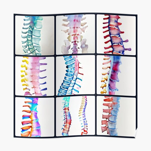 "Spine Pack - Vertebra Art" Poster for Sale by CinderPress | Redbubble