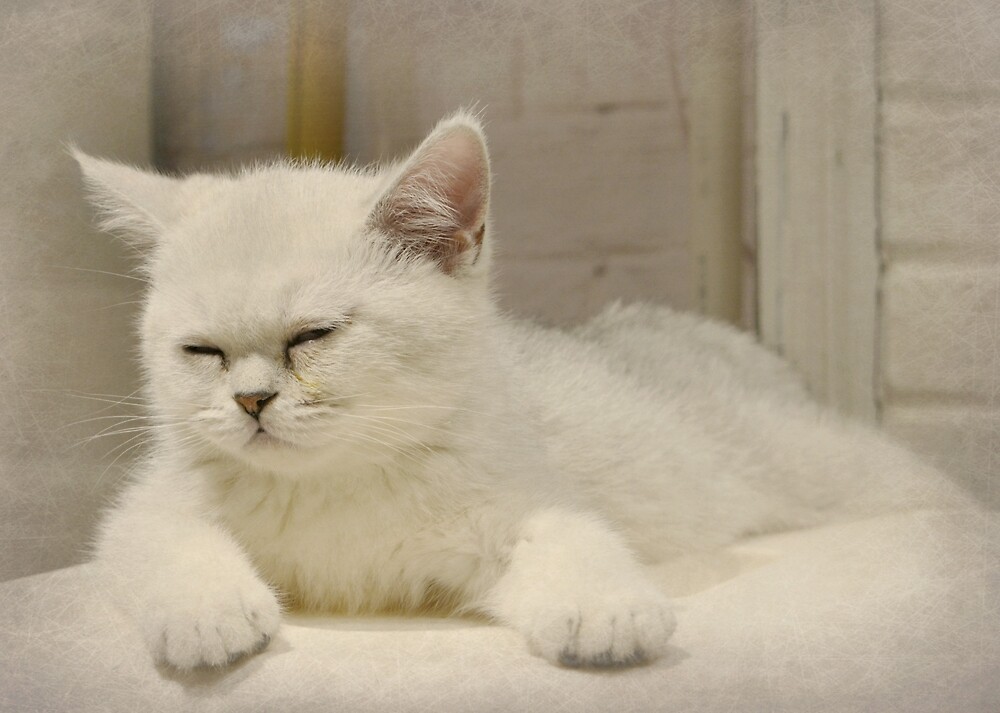 "Beijing Kitten" by Alexandra Lavizzari | Redbubble