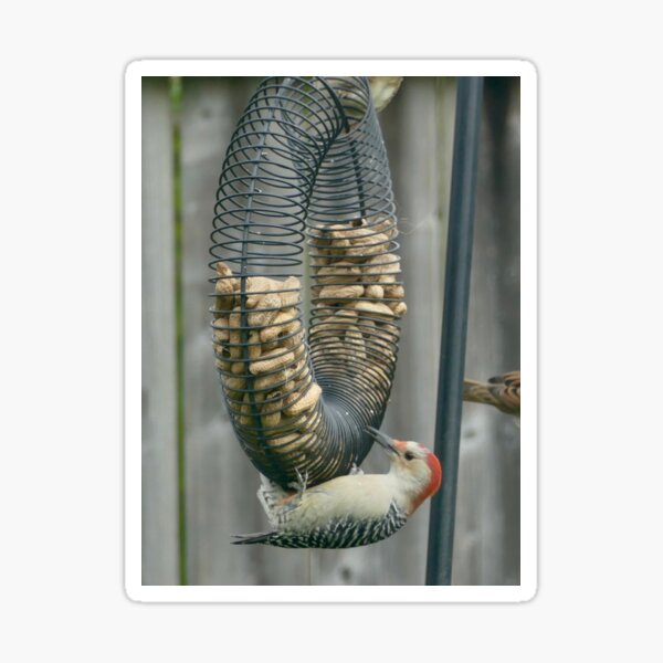 "Red-bellied Woodpecker at Bird Feeder" Sticker for Sale by ...
