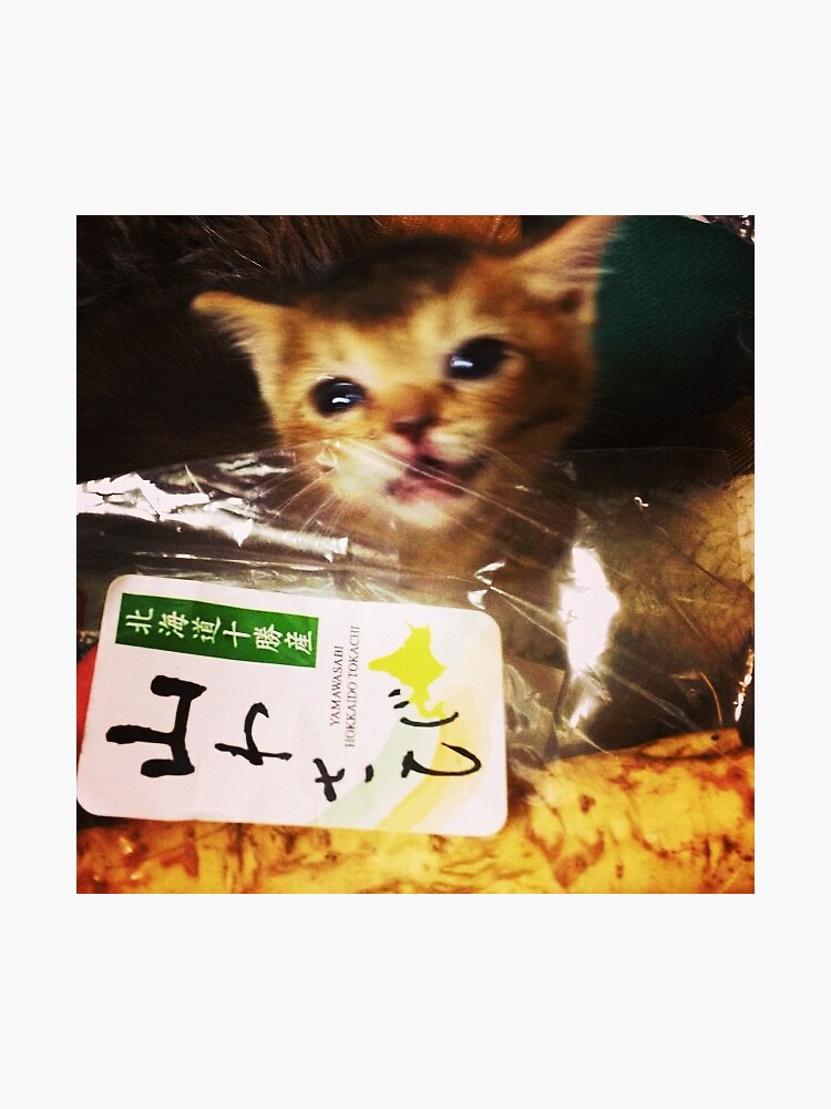 "Hungry Baby Cat Sticker" Sticker for Sale by theodocious1 | Redbubble