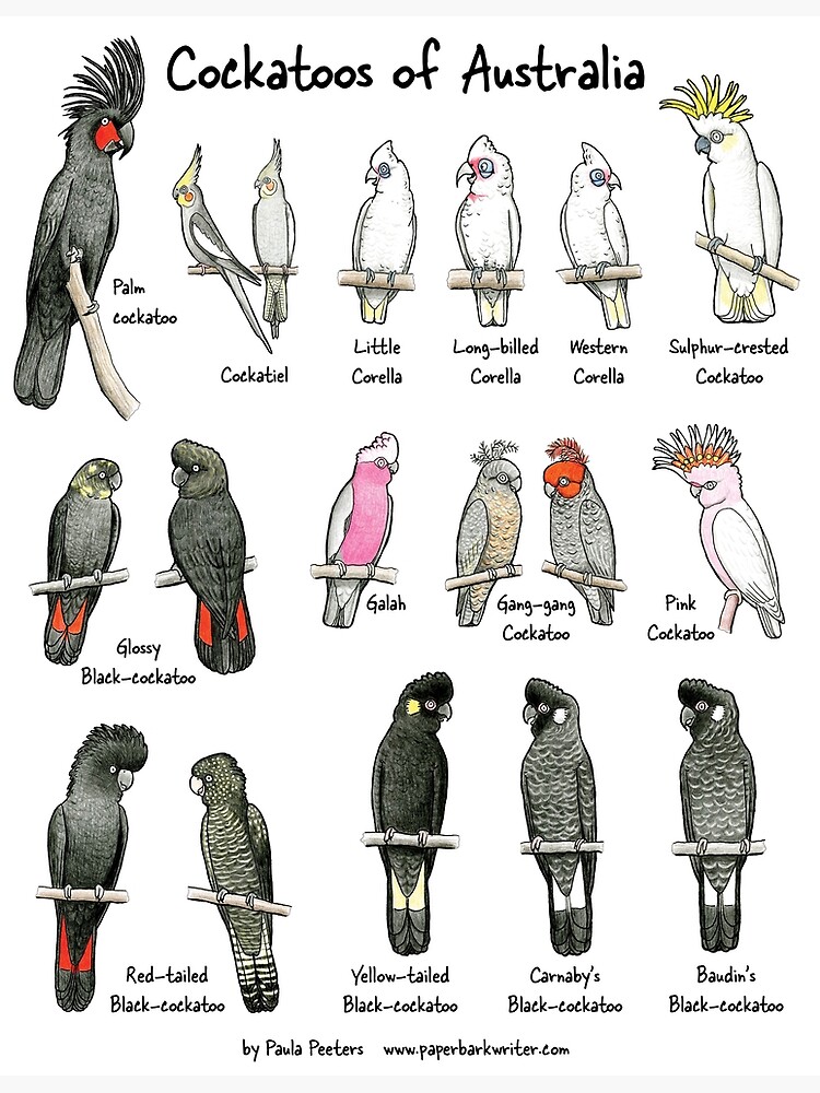 "Cockatoos of Australia - prints & posters" Poster for Sale by Paula ...
