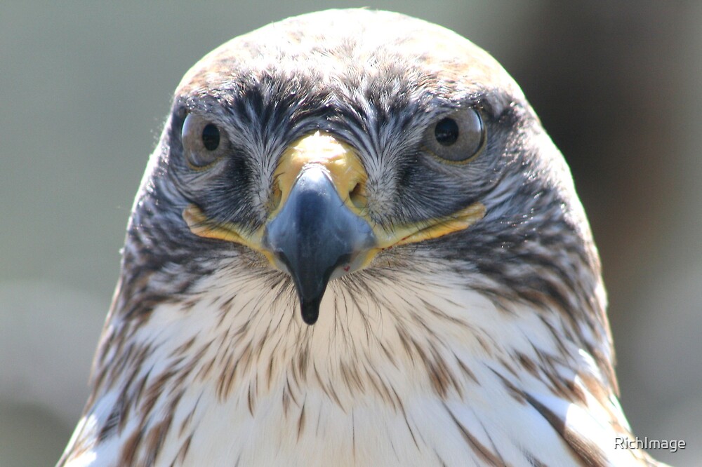 " The Face of a Ferruginous Hawk" by RichImage | Redbubble