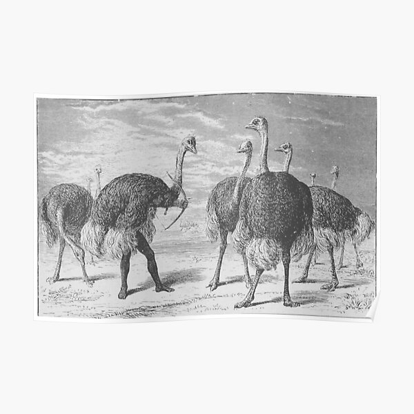 "Ostrich hunter" Poster for Sale by lostcreatures | Redbubble