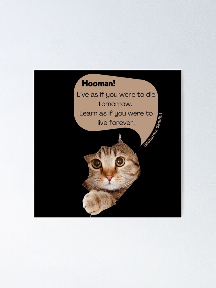 "Warning Cat Gandhi Quote" Poster for Sale by QuotesBanana | Redbubble