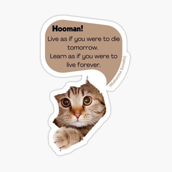 "Warning Cat Gandhi Quote" Sticker for Sale by QuotesBanana | Redbubble