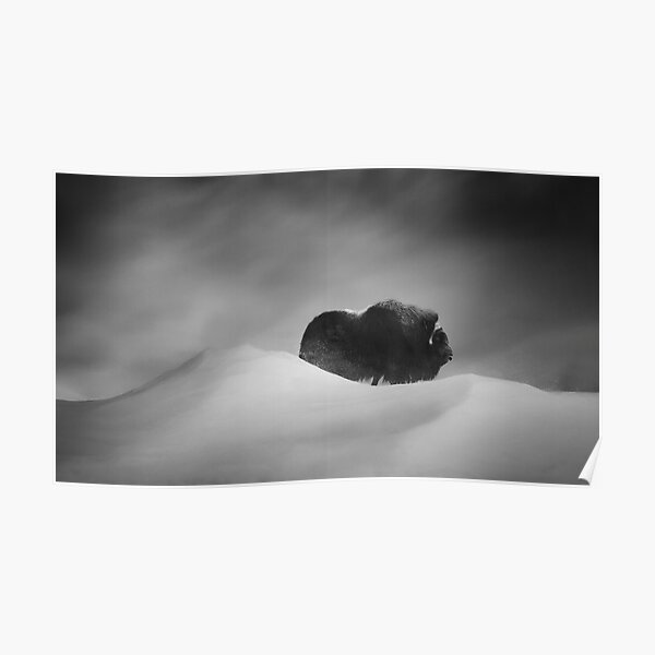 "'The Lonely Muskox' - Minimalist Environmental Portrait of a Musk Ox ...