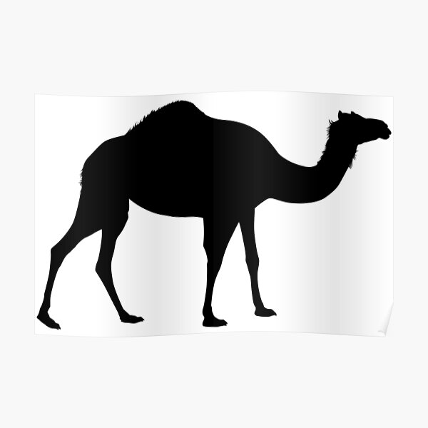 "Camel" Poster for Sale by Raveneffecttr | Redbubble