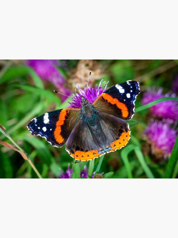 "Red Admiral Butterfly" Sticker for Sale by WeePrintShop | Redbubble