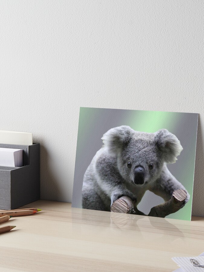Color koala photo art print 10x8 Photography Art & Collectibles etna.com.pe