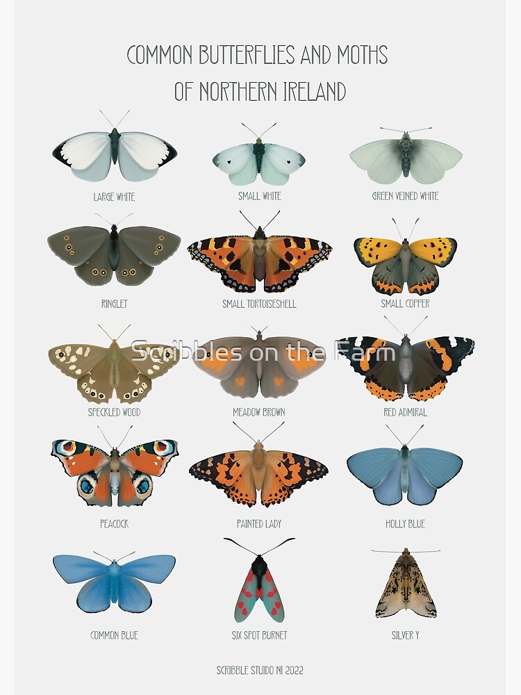 "Common Butterflies and Moths of Northern Ireland" Poster for Sale by ...