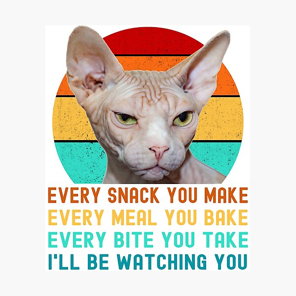 Lámina fotográfica «gato esfinge | Gato sin pelo | Divertido gato sin ...