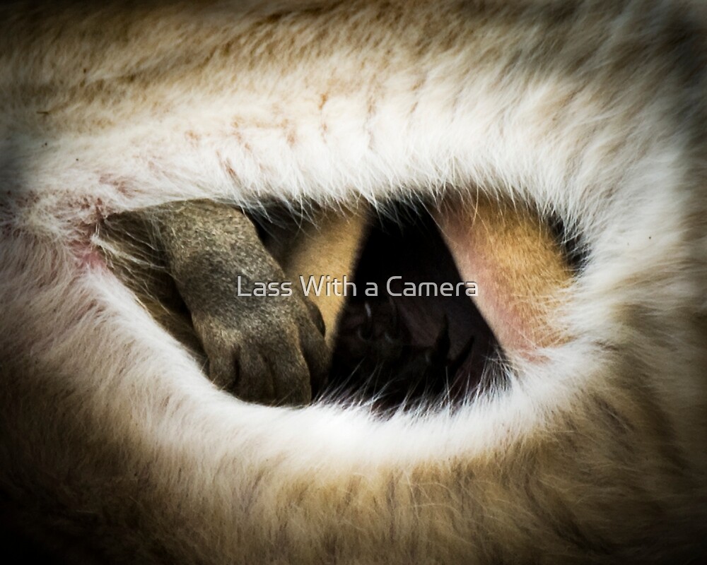 "Baby Kangaroo in Pouch" by Lass With a Camera | Redbubble
