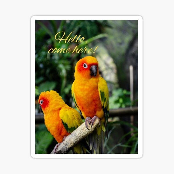 "Hello come here! with Sun Conure" Sticker for Sale by Bellemolly ...